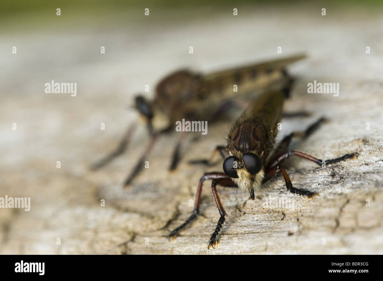 Mating robber flies Stock Photo - Alamy