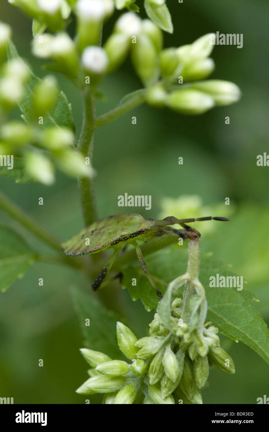Leaf-footed bug nymph (Piezogaster sp Stock Photo - Alamy Leaf-footed bug nymph (Piezogaster sp Stock Photo - Alamy