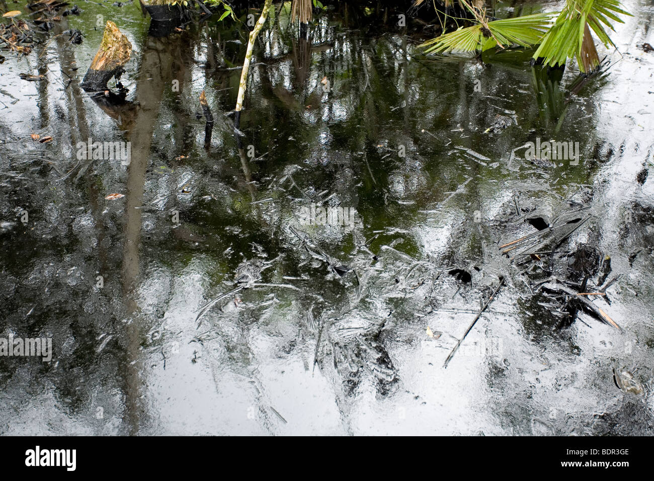 Pool of crude oil in the rainforest Stock Photo - Alamy