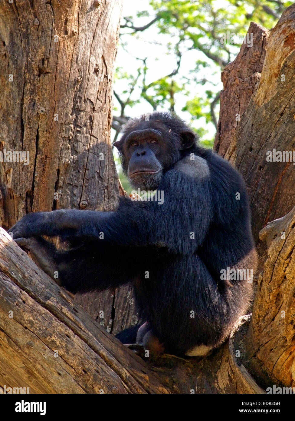 Anthropoid ape hi-res stock photography and images - Alamy