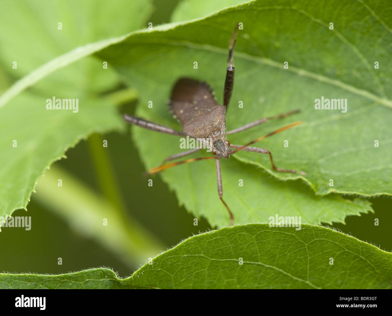 Leaf footed hi-res stock photography and images - Alamy