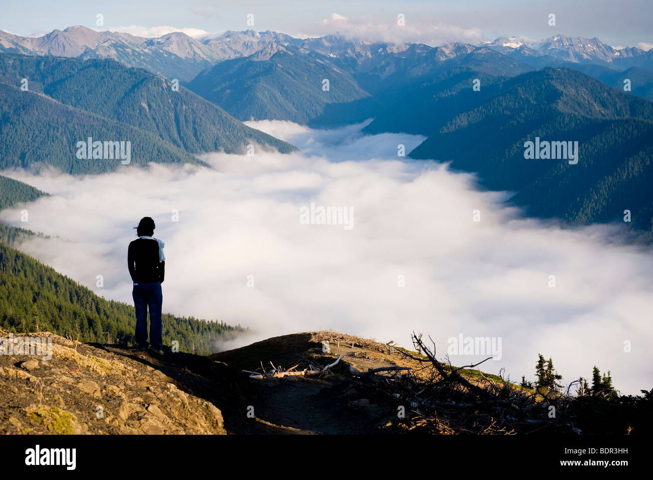 Hiker on High Ridge Trail at Hurricane Ridge, Olympic National Park ...