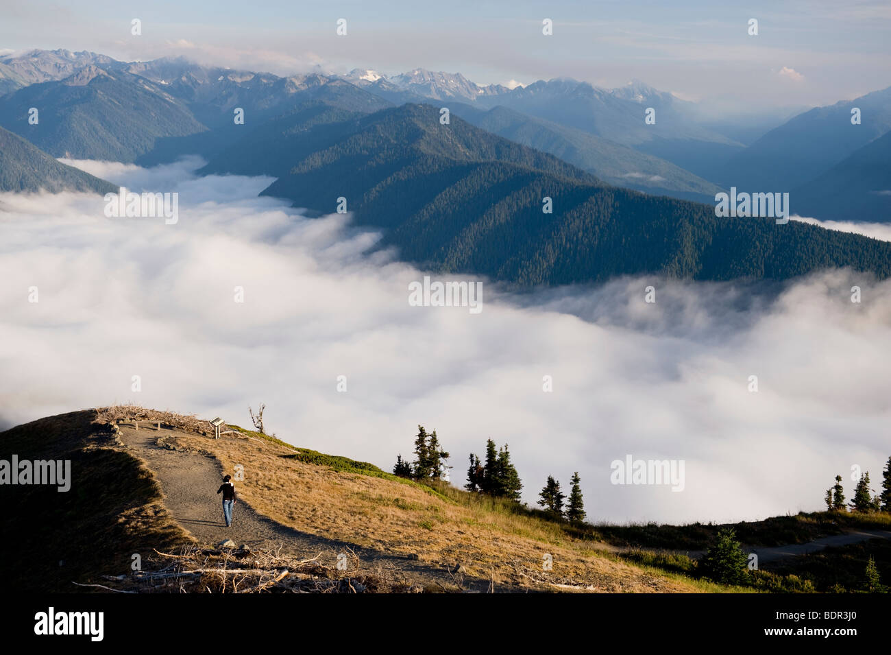 Hiker on High Ridge Trail at Hurricane Ridge, Olympic National Park ...