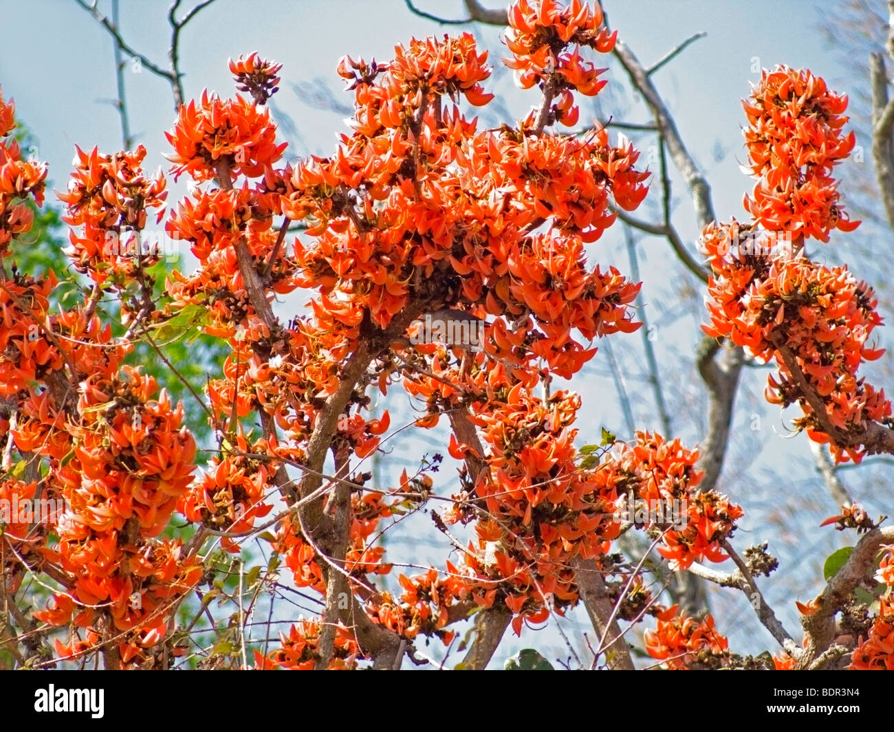 Indian butea hi-res stock photography and images - Alamy