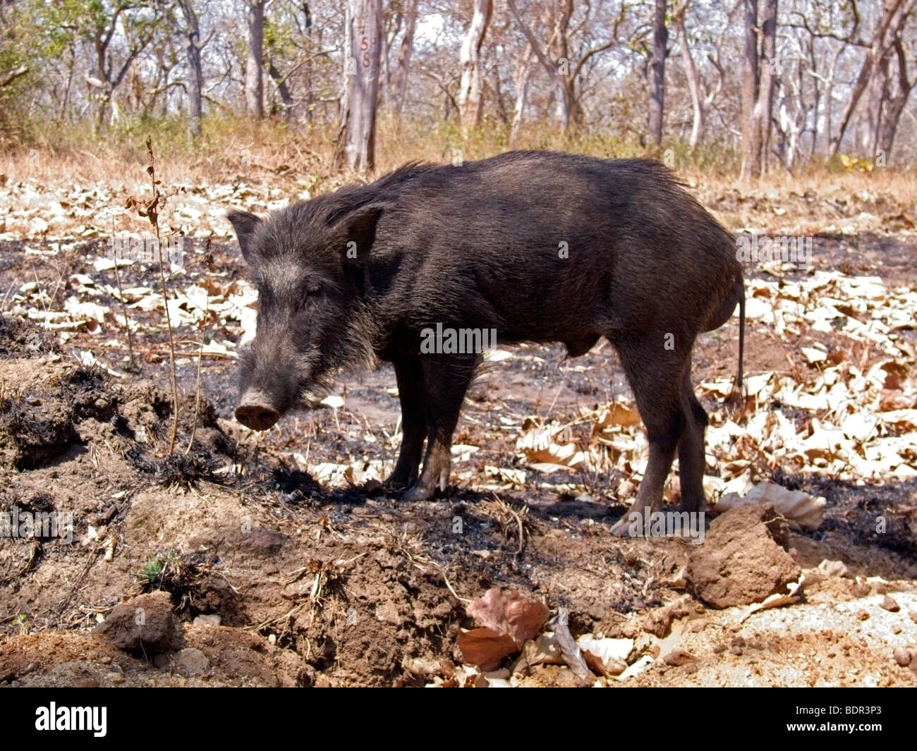 Wildboar, Susscrofa Cristatus Stock Photo - Alamy