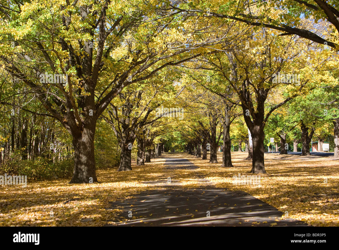 great image of a path through autumn trees Stock Photo - Alamy