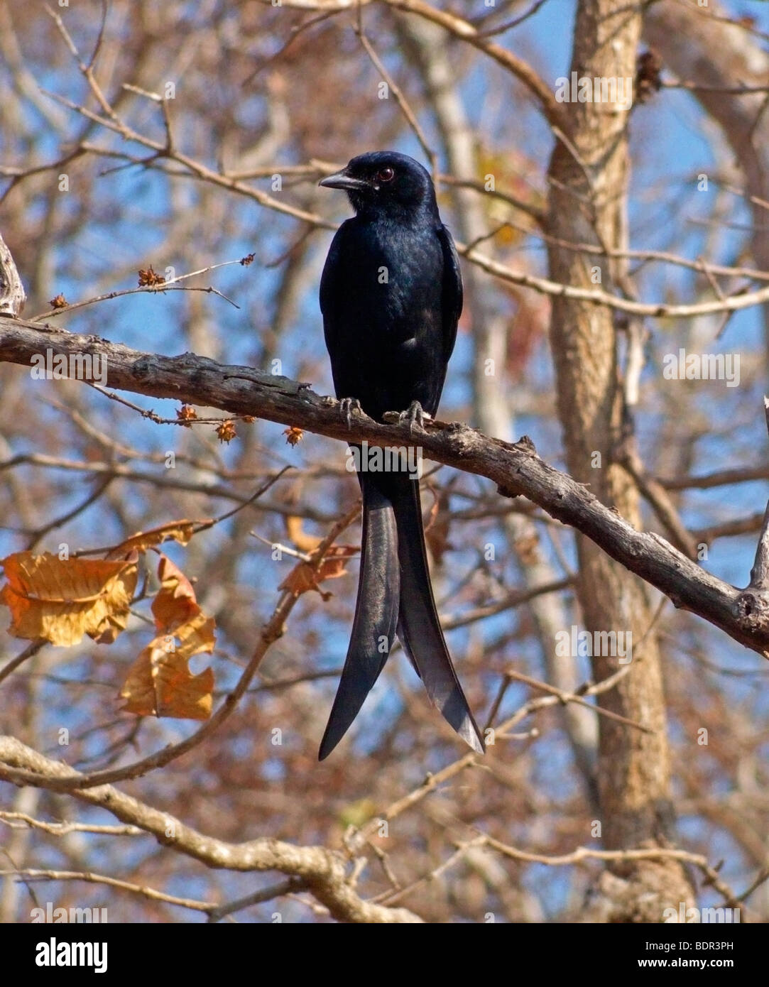 Crow king hi-res stock photography and images - Alamy