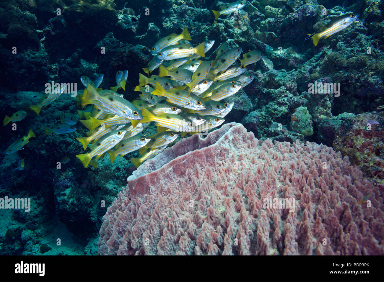 a small school of black-spot snapper swimming above a barrel sponge on ...