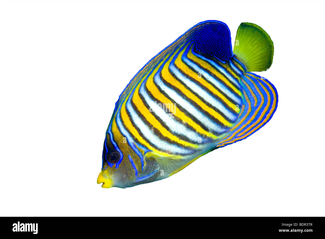a colorful tropical regal angelfish isolated on white background Stock ...