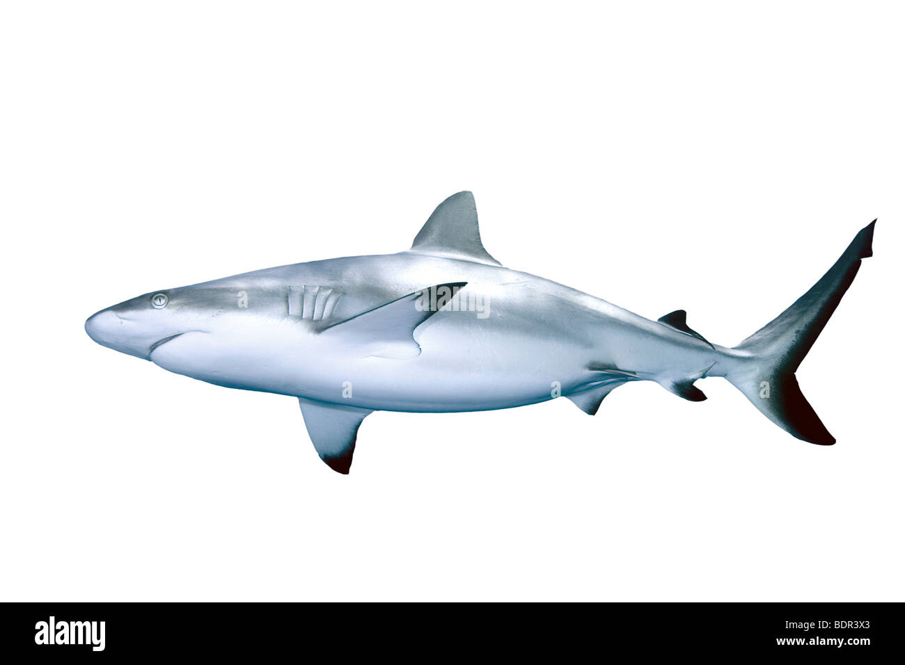 Grey Reef Shark