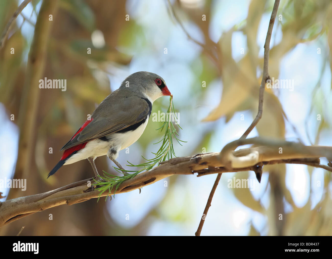 a rare and endangered diamond firetail collecting nesting materials Stock Photo - Alamy