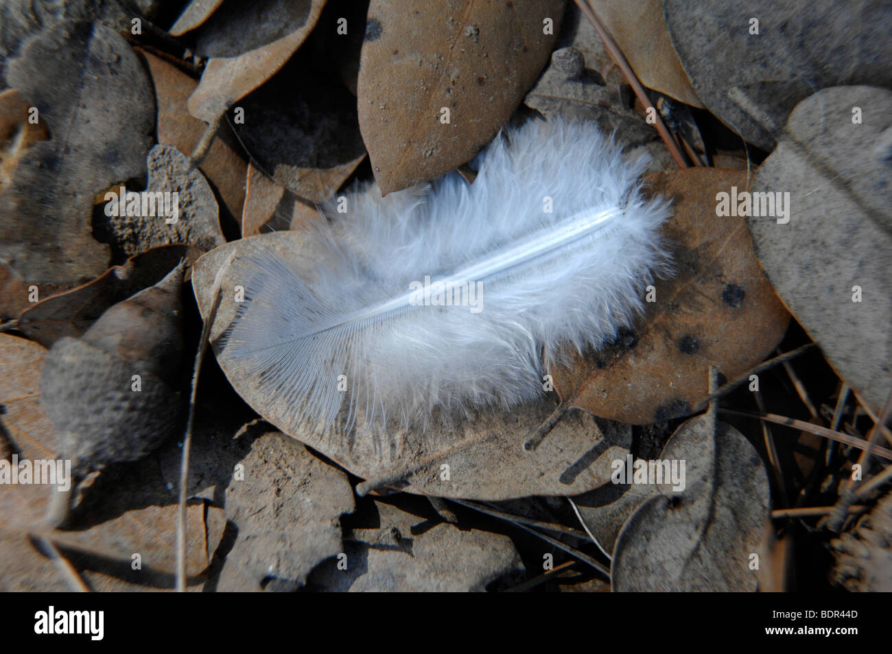 white feather on dried leaves Stock Photo - Alamy