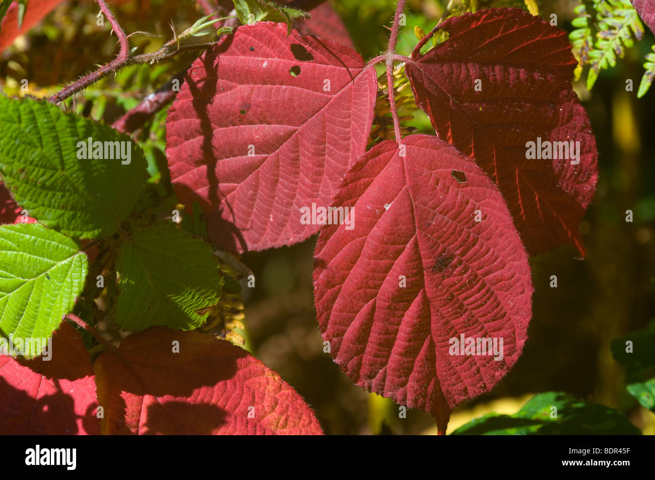 Bramble [Blackberry] (Rubus fruticosa agg.), autumn colour Stock Photo ...