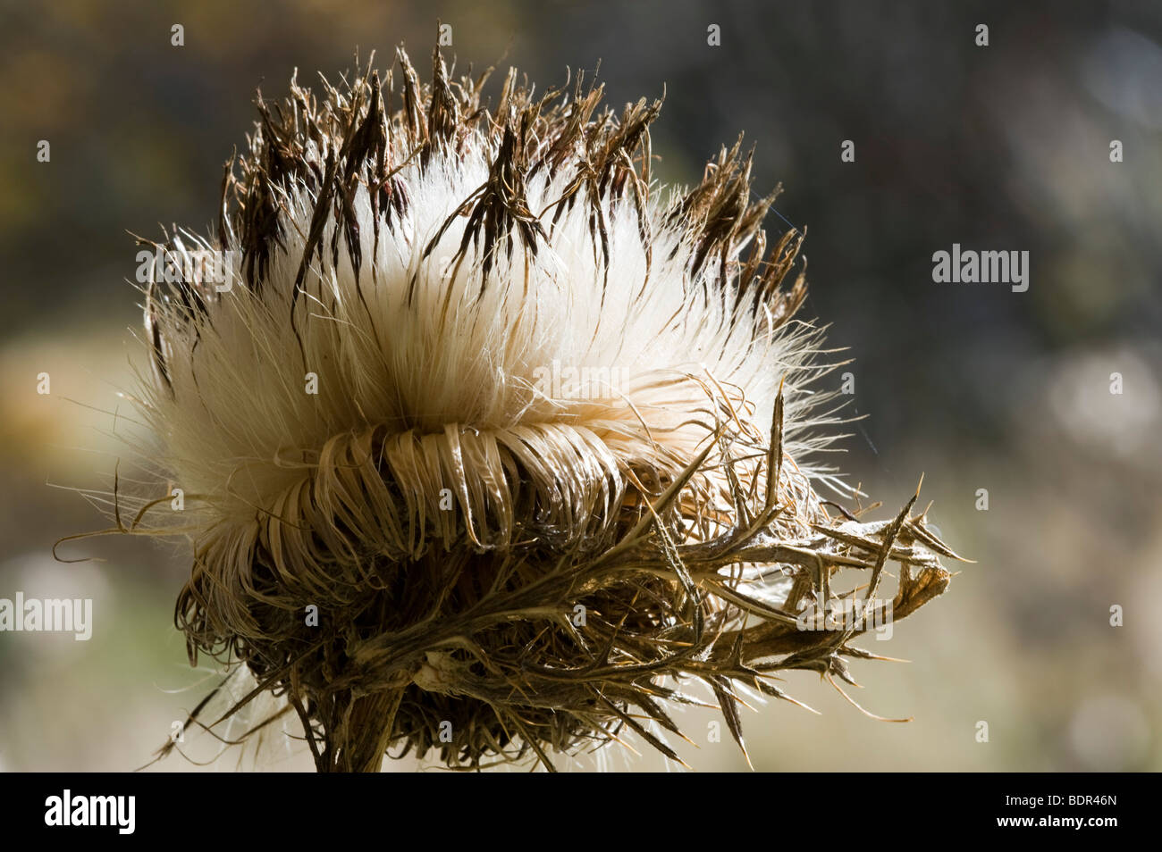 Musk [Nodding] Thistle (Cardus nutans), seed head Stock Photo - Alamy