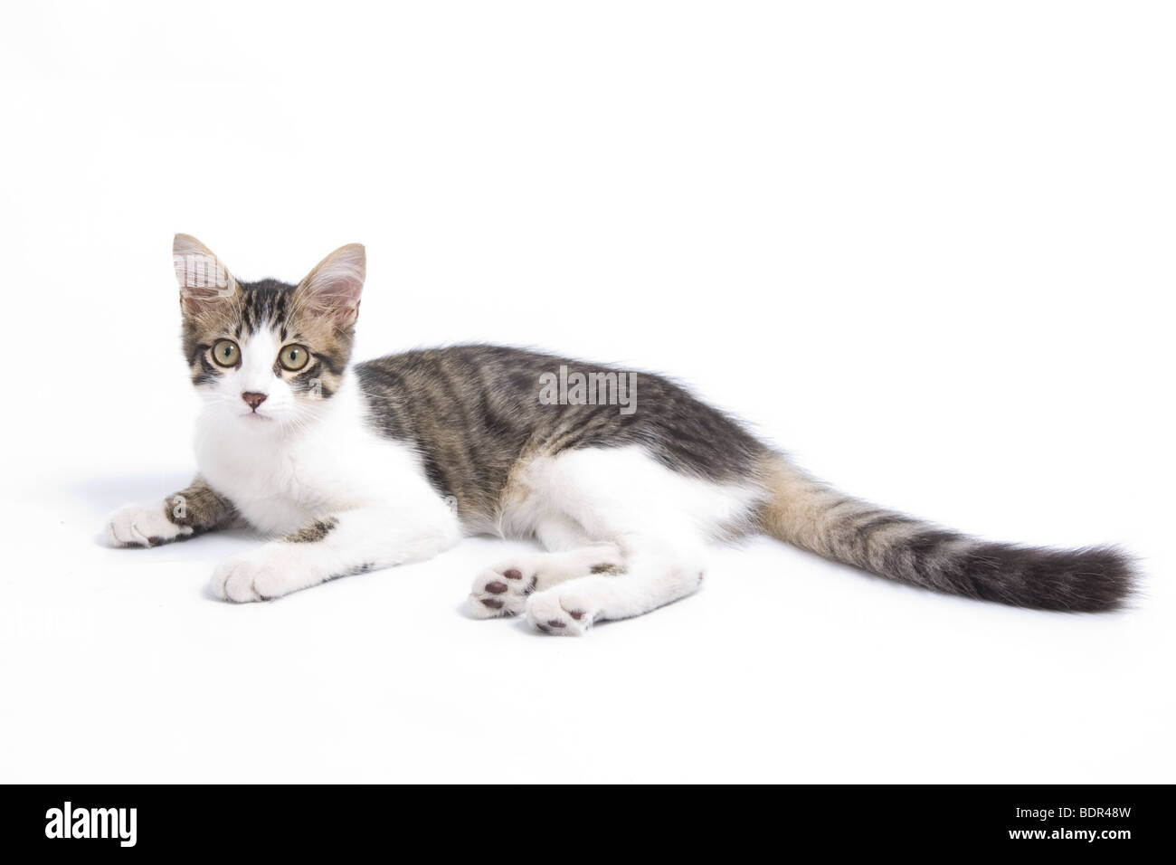Kitten at play Stock Photo - Alamy