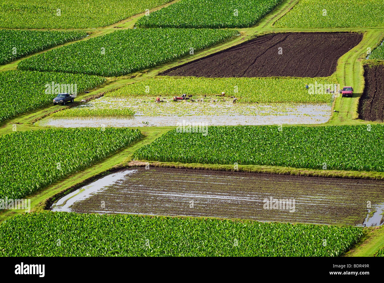 Taro patches hi-res stock photography and images - Alamy