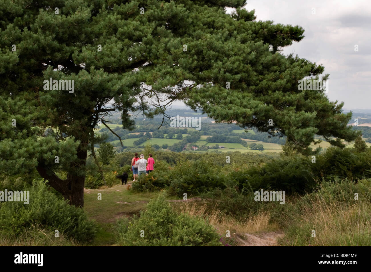 Ashdown forest hi-res stock photography and images - Alamy