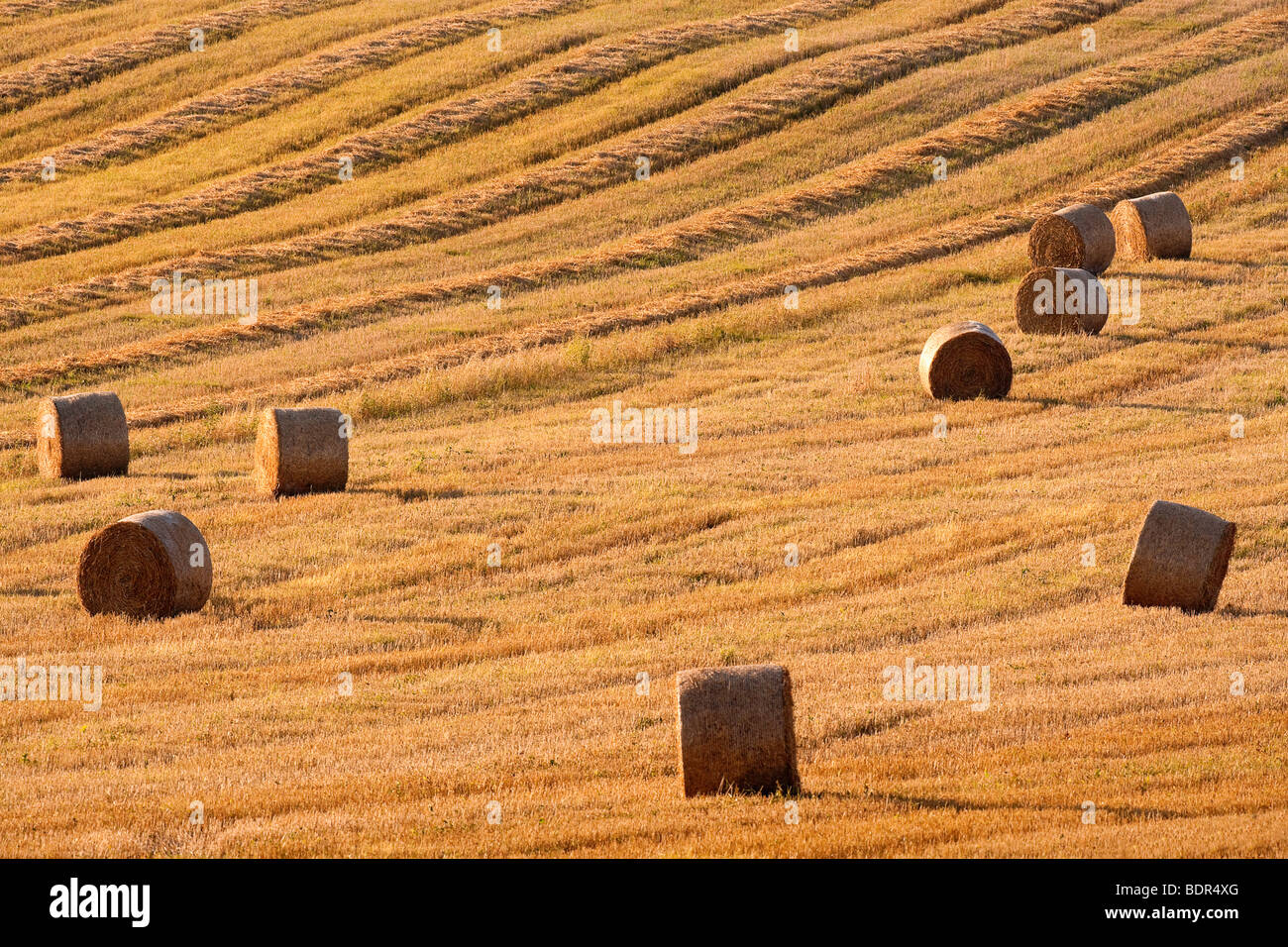 field with bales of hay bohemia, czech republic Stock Photo - Alamy