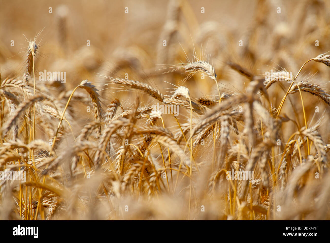 close up of rye in a field ready for harvest Stock Photo - Alamy