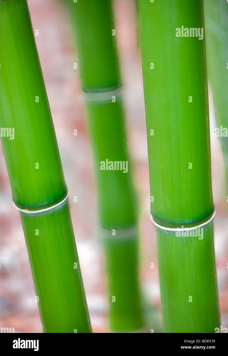 Bamboo close up. Hughes Water Gardens, Oregon Stock Photo - Alamy