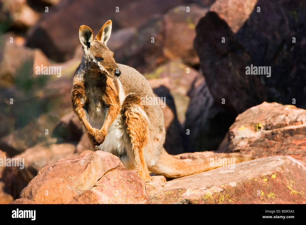 Golden wallabies hi-res stock photography and images - Alamy