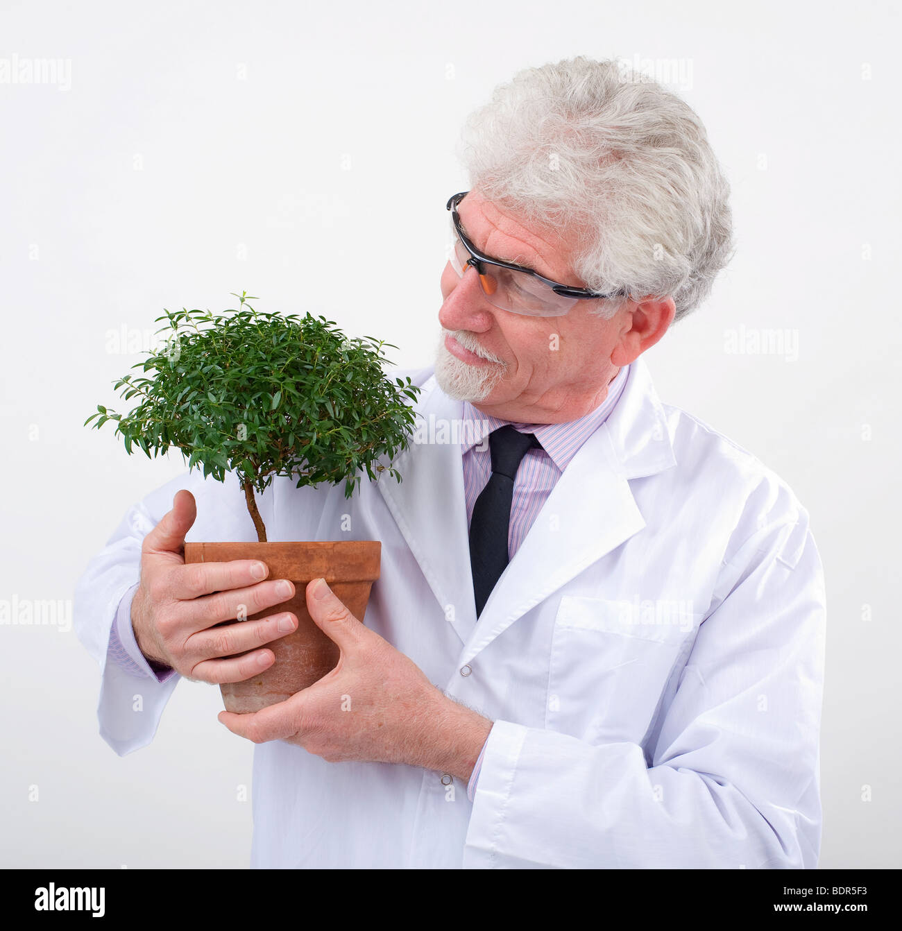 senior scientist holding small potted tree Stock Photo - Alamy