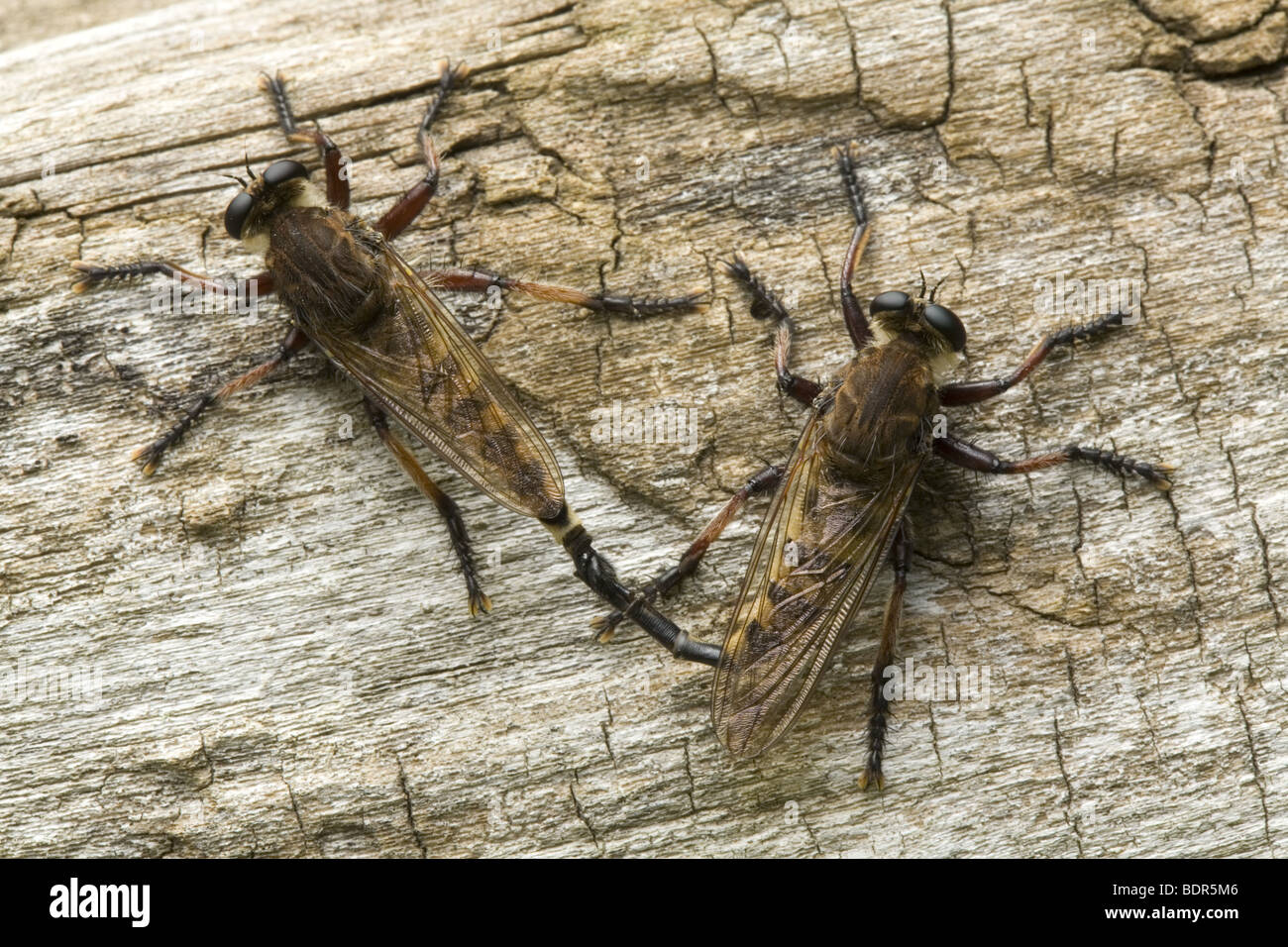Robber flies hi-res stock photography and images - Alamy