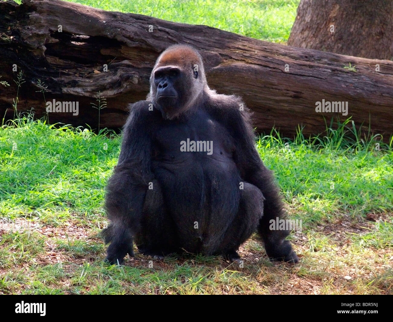 Anthropoid ape hi-res stock photography and images - Alamy