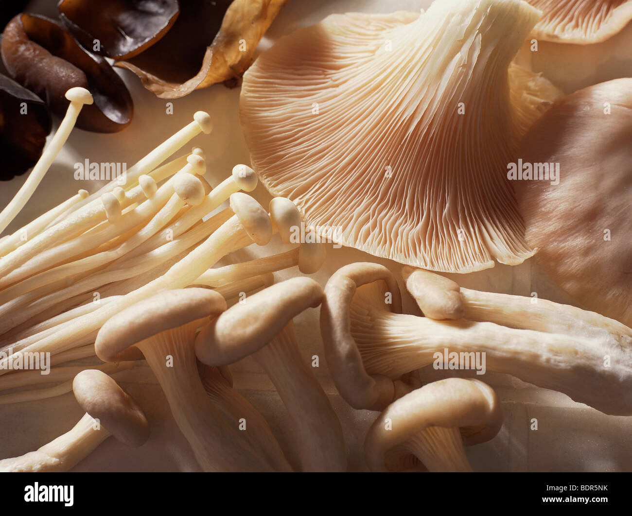 Assorted fungi hi-res stock photography and images - Alamy