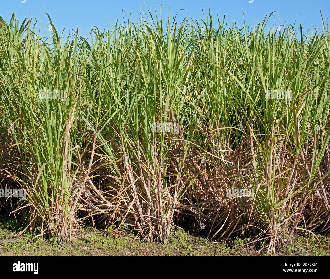 great image of some sugar cane growing in field Stock Photo - Alamy
