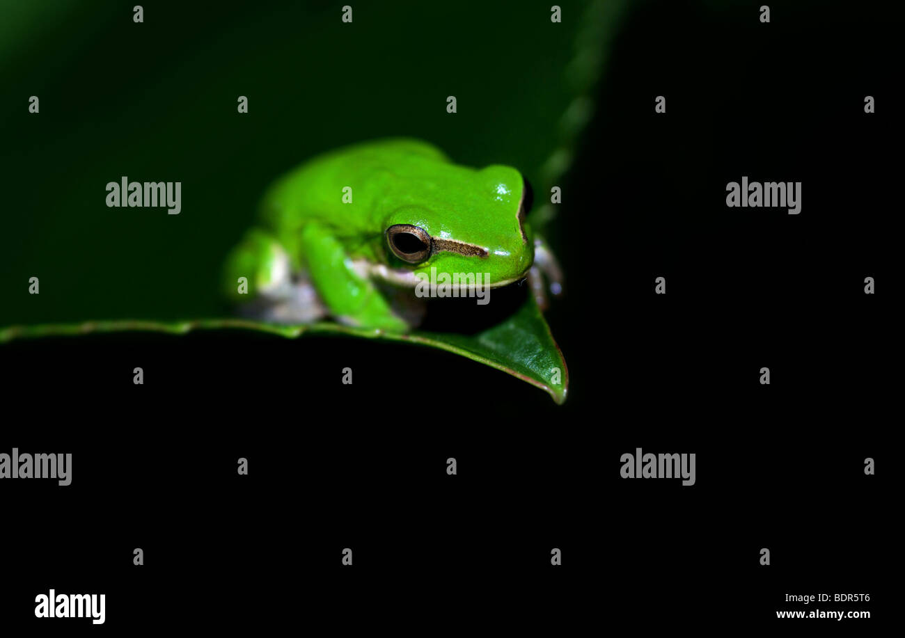 great image of a dwarf green tree frog litoria fallax on a leaf Stock ...