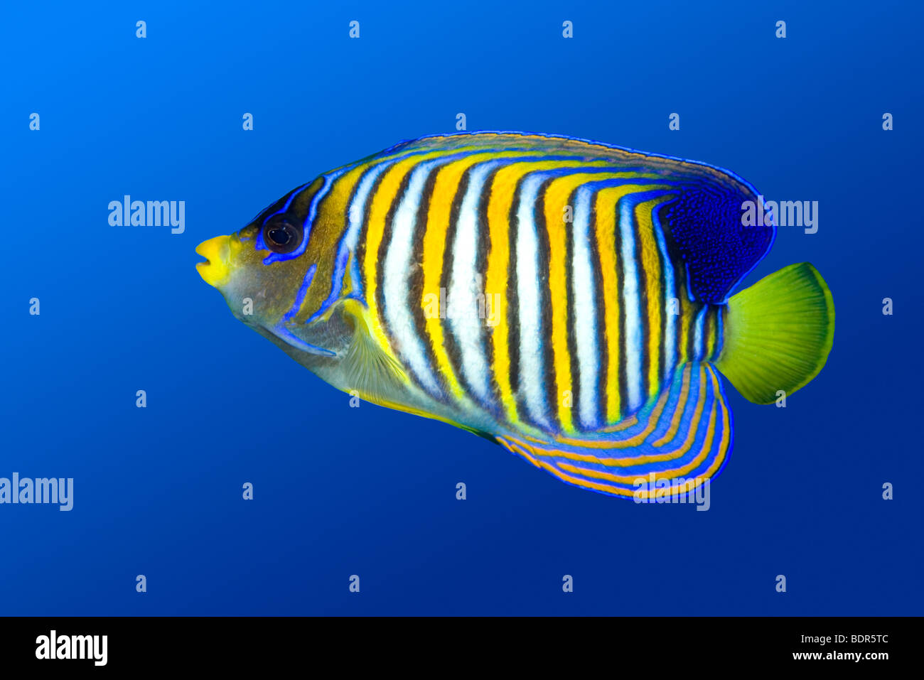 a colorful tropical regal angelfish on a blue water background Stock ...