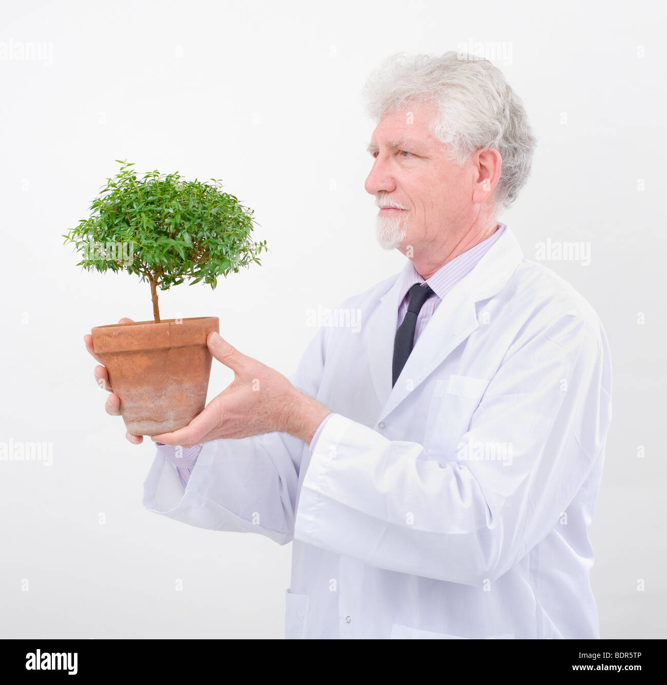 senior scientist holding small potted tree Stock Photo - Alamy