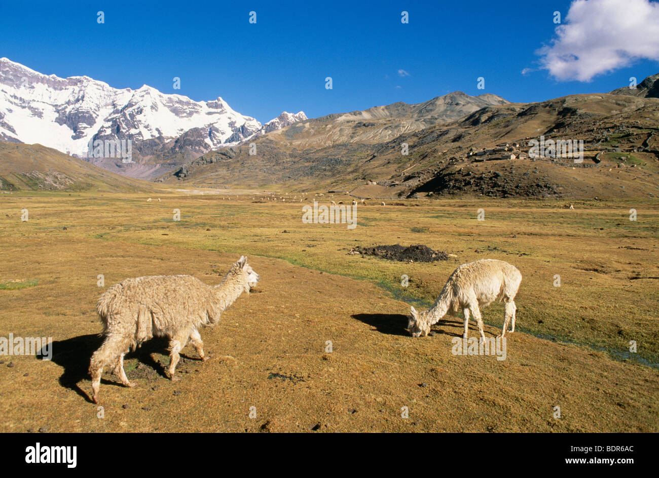 Two alpacas Peru Stock Photo - Alamy