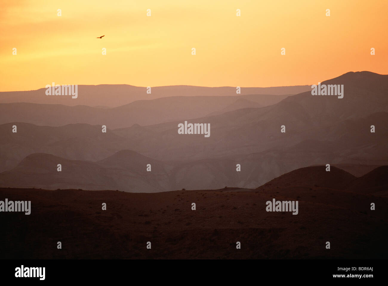 Bird flying over desert landscape hi-res stock photography and images ...