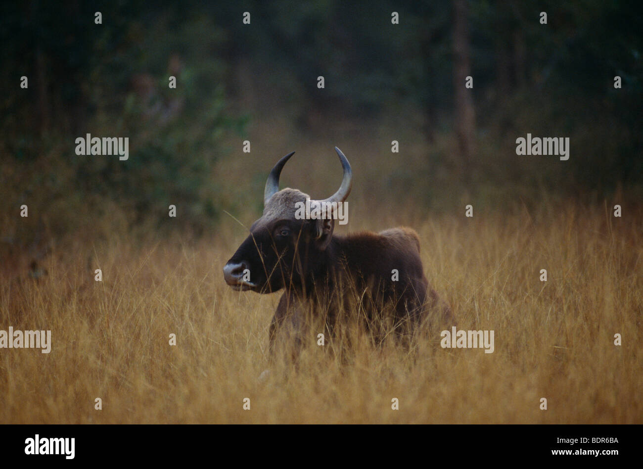 A gaur India Stock Photo - Alamy
