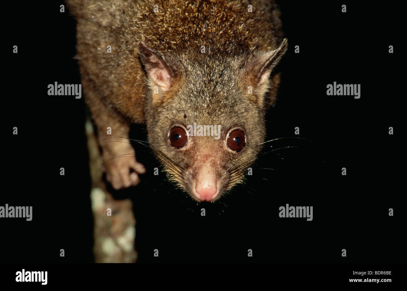 A possum close-up Stock Photo - Alamy