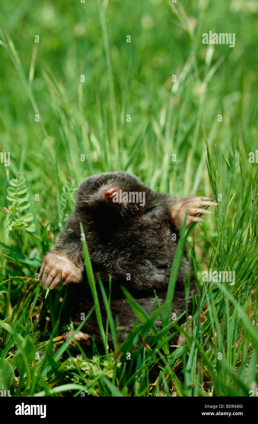 A mole in the grass Spain Stock Photo - Alamy