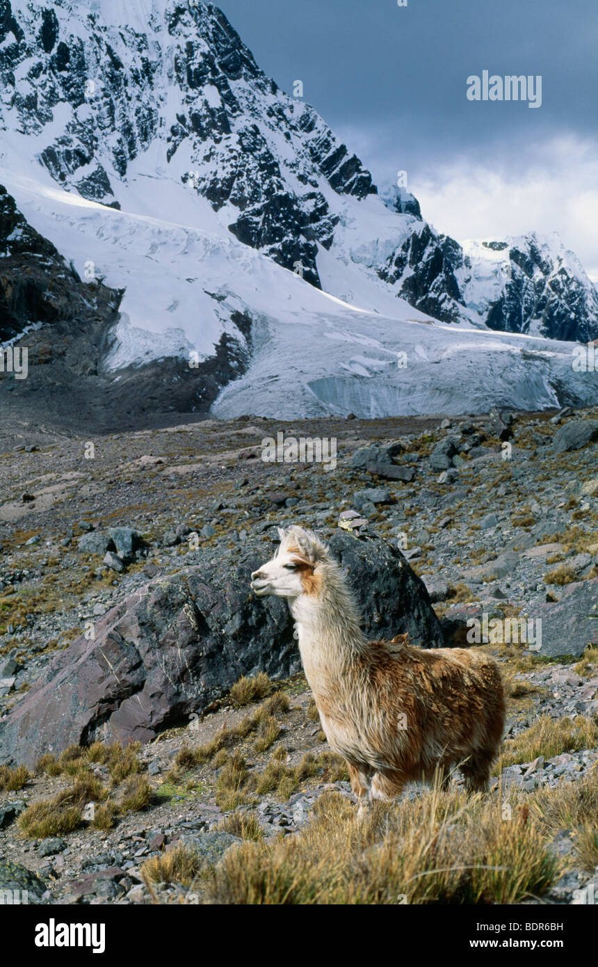Peru llamas colour hi-res stock photography and images - Alamy