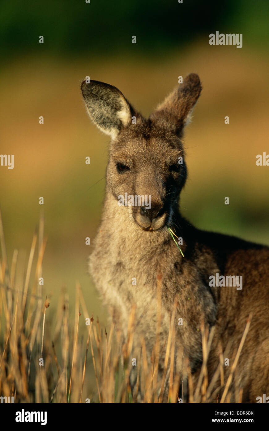 A kangaroo Australia Stock Photo - Alamy