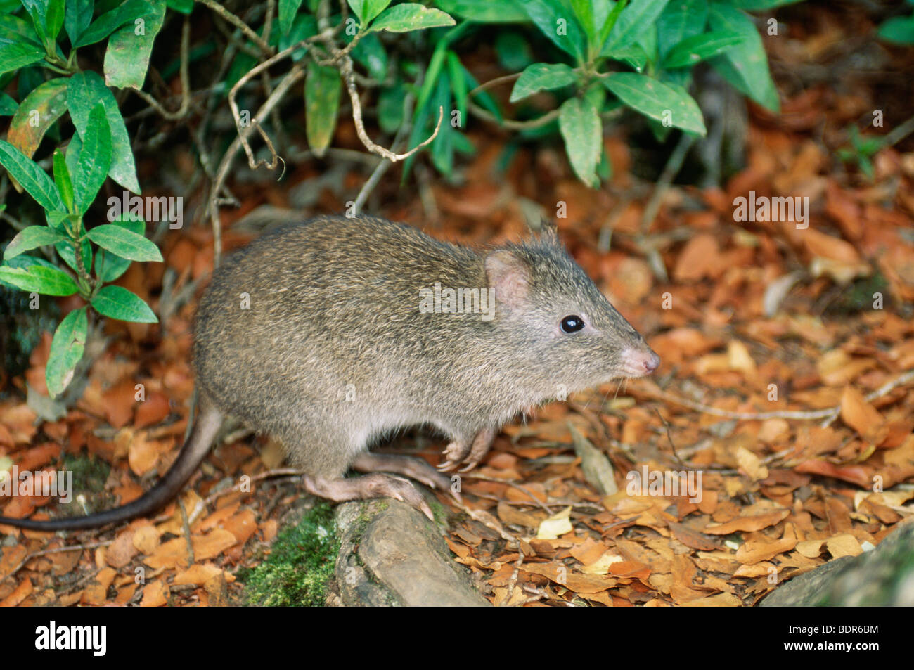 A rat kangaroo Australia Stock Photo - Alamy