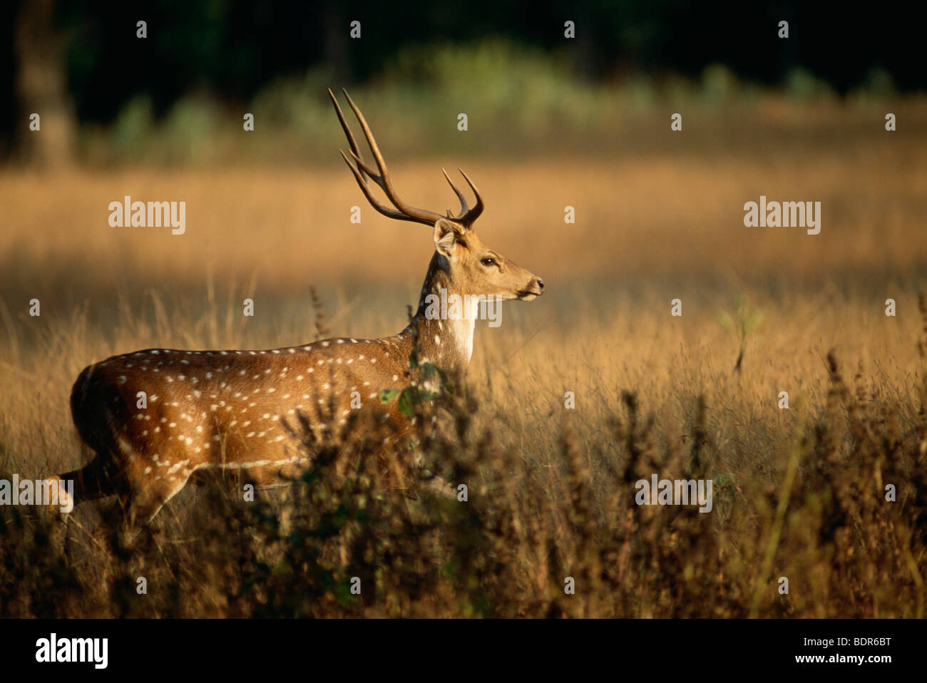 A chital India Stock Photo - Alamy