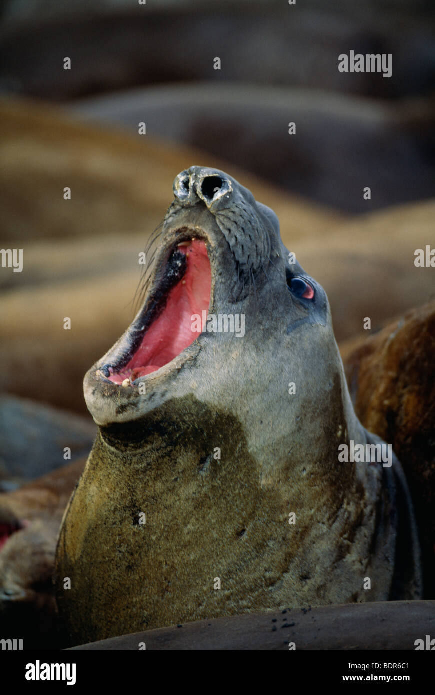 An elephant seal Antarctic Stock Photo - Alamy