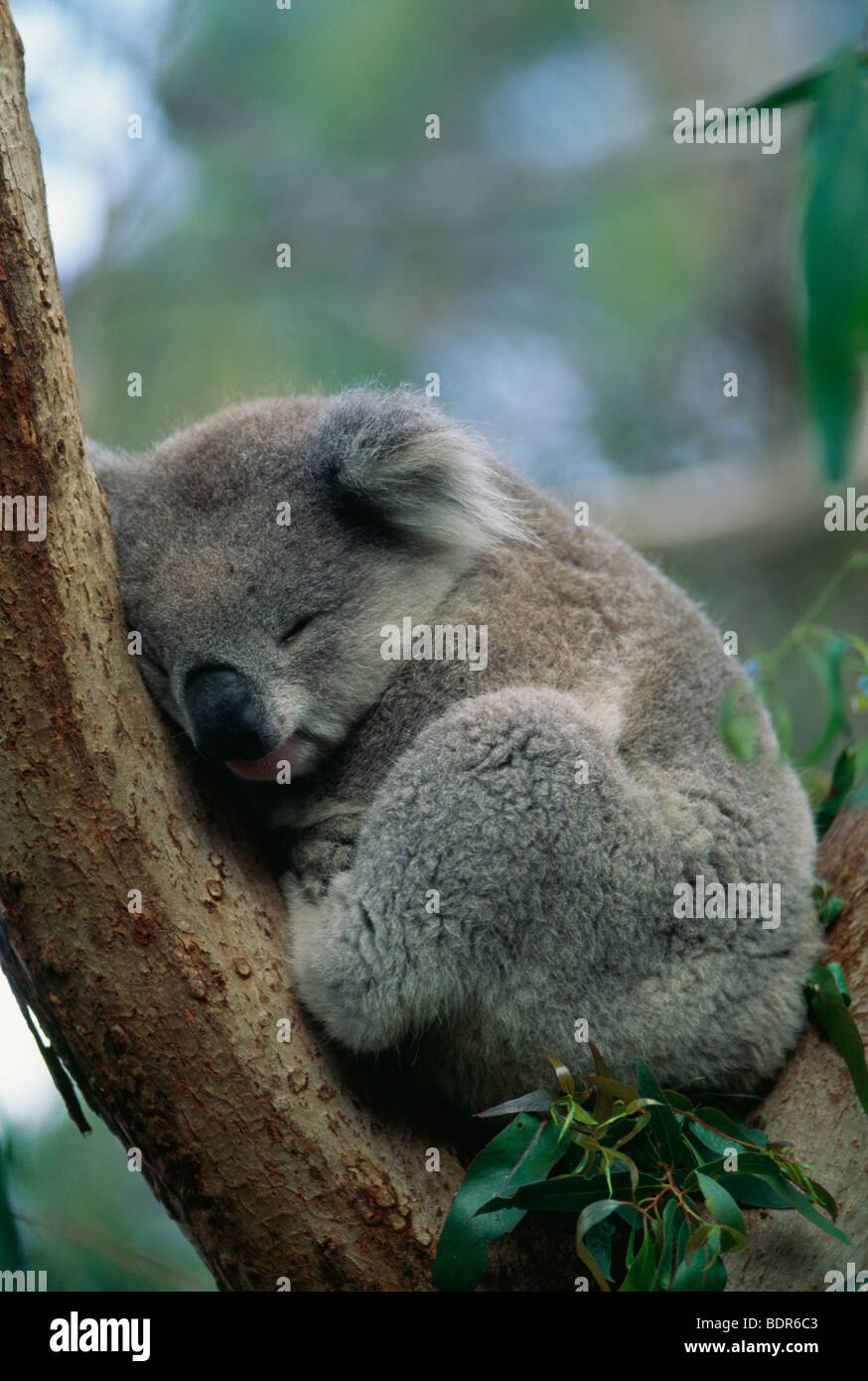 A koala in a tree Stock Photo - Alamy