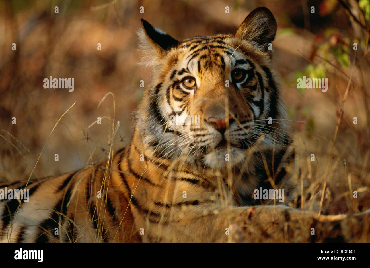 A tiger India Stock Photo - Alamy