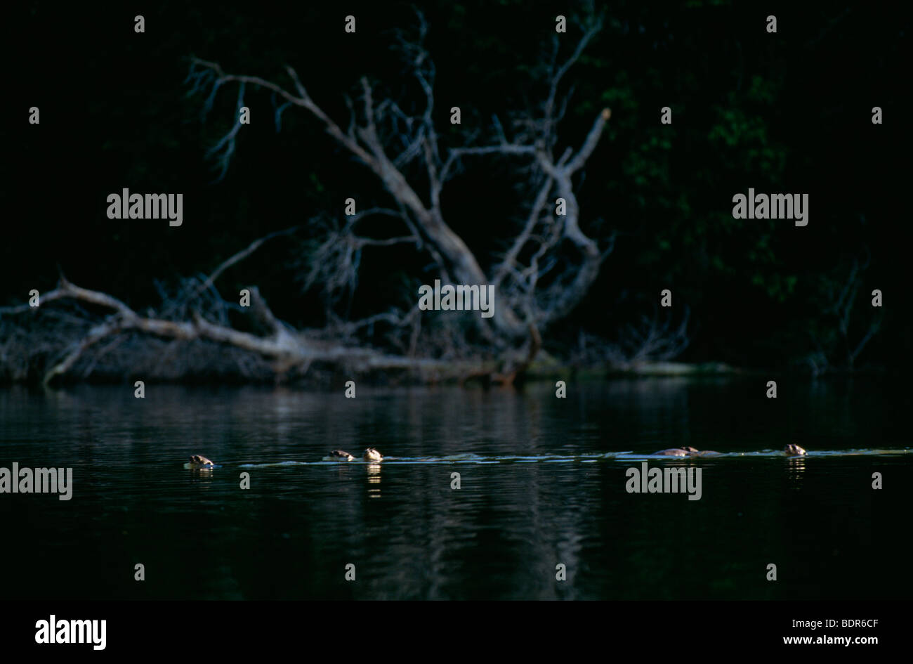 Giant otters swimming Peru Stock Photo - Alamy