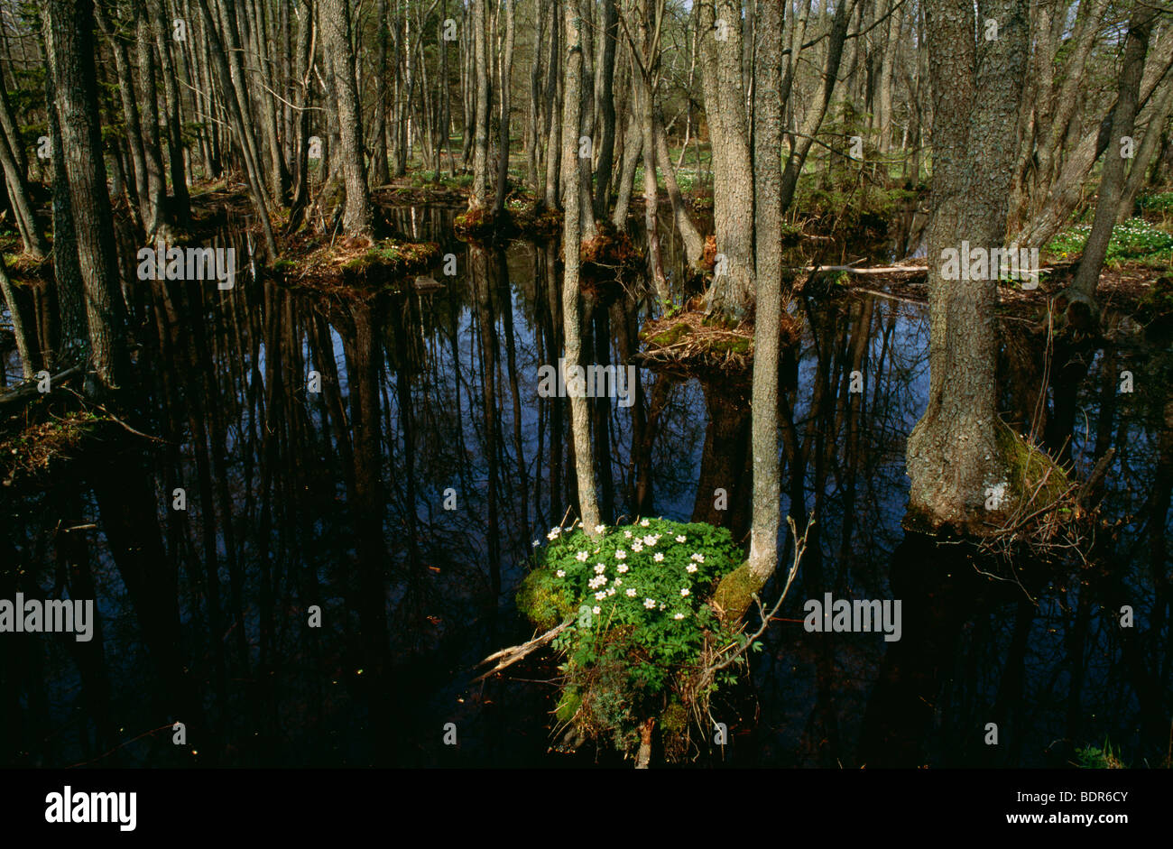 Alder-trees in a marsh Sweden Stock Photo - Alamy