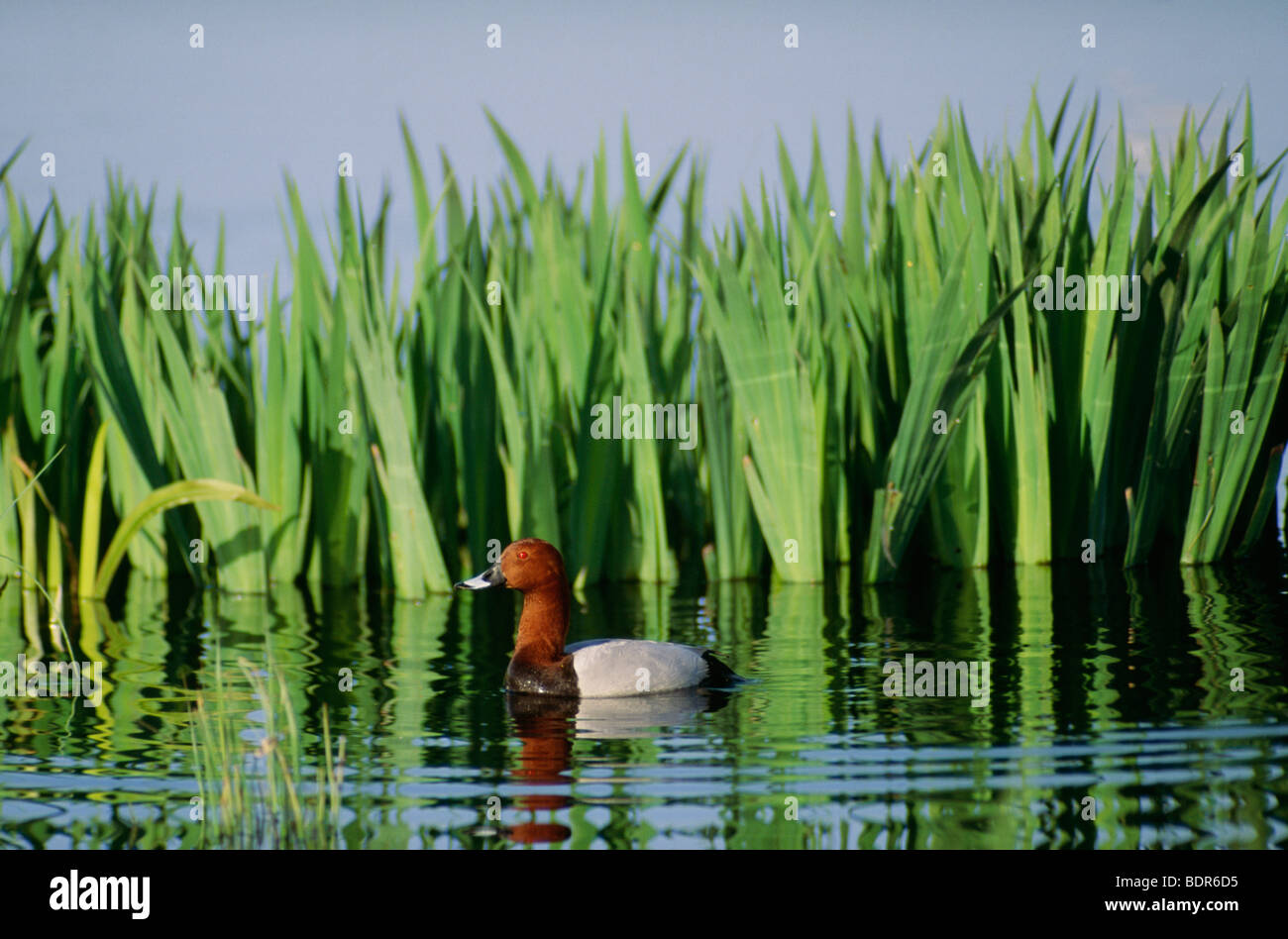 Common pochard image hi-res stock photography and images - Alamy