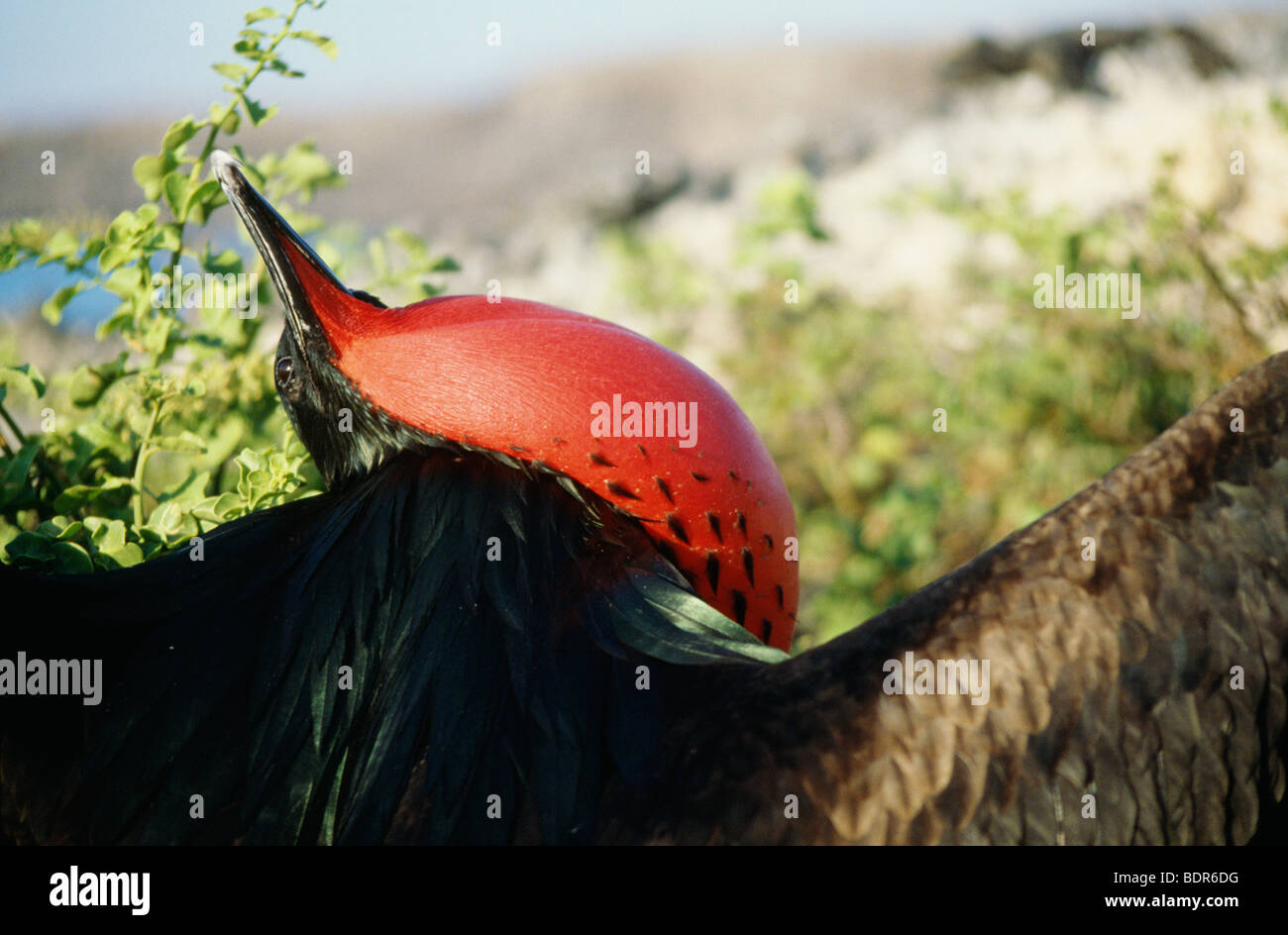 A frigate bird Stock Photo - Alamy