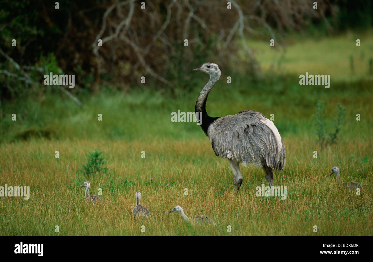 Rheidae family hi-res stock photography and images - Alamy